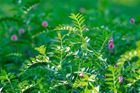How To Grow Chickpeas Garbanzo Beans Gardeners Path