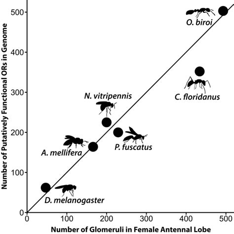 4 The Number Of Functional Ors Is Correlated With The Number Of Download Scientific Diagram