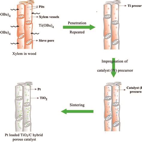 Schematic Illustration Of Reactant And Product Diffusion In Wood