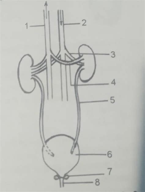 Excretory System Diagram