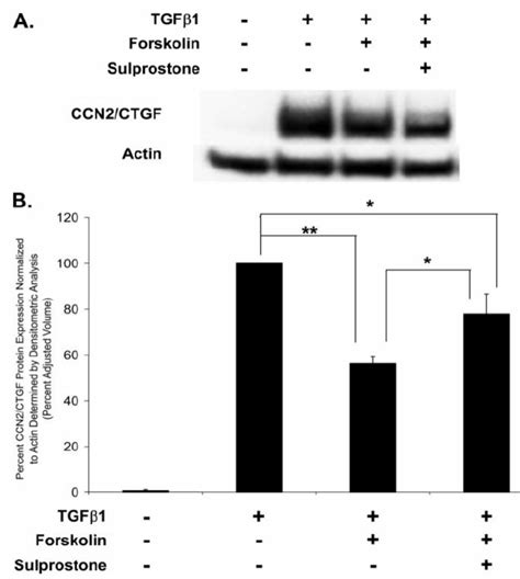 Ep3 Stimulation Partially Rescues Ccn2 Ctgf Expression Inhibited By