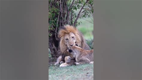 Keluarga Singa Youtube