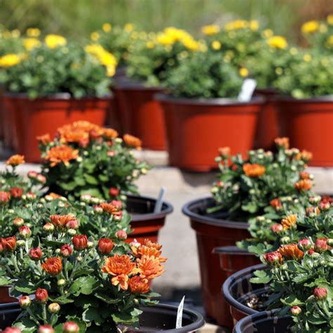 Mums And Fall Foliage Prestons