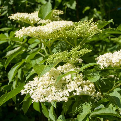 Elder Blossom Extract Woodland Essence