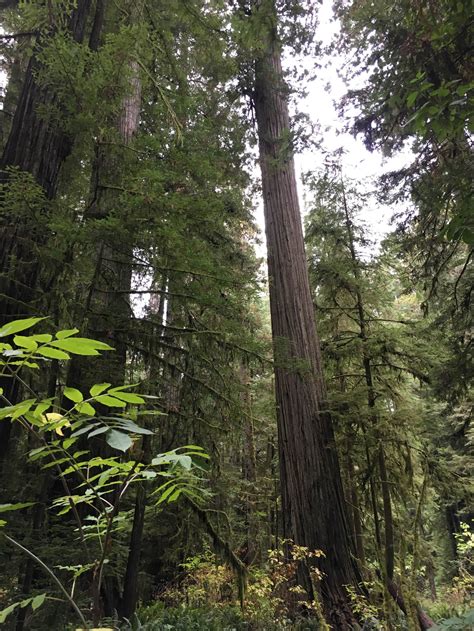 Mill Creek Campground Del Norte Coast Redwoods State Park The Dyrt
