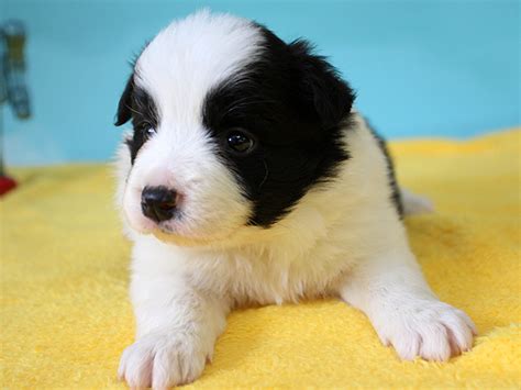 보더콜리입양 바다 골든리트리버분양 사모예드분양 라브라도리트리버분양 도베르만분양