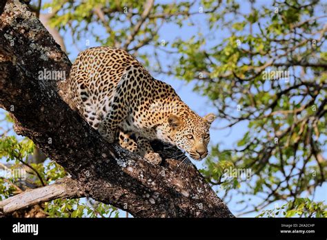 Leopard In A Tree