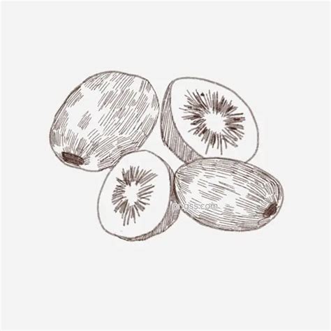 手绘线描猕猴桃插画图片大小2000x2000px 图片尺寸1 49 Mb 来自png搜索网 免费免扣png素材下载！美味的猕猴桃 猕猴桃插画 手绘美食 手绘食物 线描猕猴桃