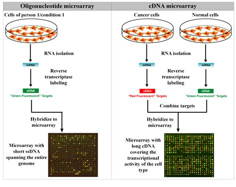 Cdna And Oligonucleotide Microarrays At Maddison Grosse Blog