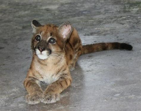 Big Cats Caught Being Adorable Barnorama