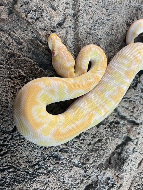 Phantom Albino Clown Male Ball Python By Reptilienzooforchtenstein