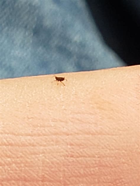 Who Is This Itty Bitty Guy R Whatsthisbug