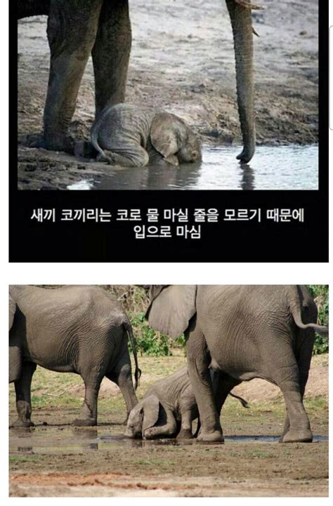 물마시는 아기코끼리 유머움짤이슈 에펨코리아