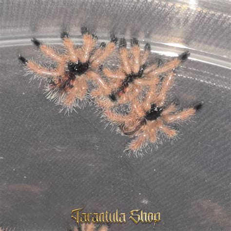 Tarantula Shop South Africa Rare Beginner Friendly Spiders