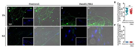 Female Factors Modulate Sex Peptides Association With Sperm In