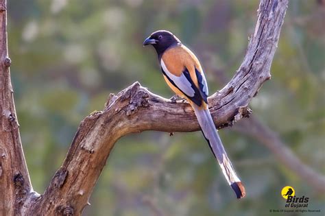 Rufous Treepie Dendrocitta Vagabunda Birds Of Gujarat