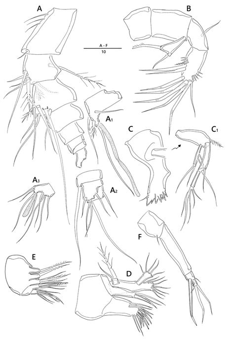 Emertonia Koreana Sp N Holotype ♀ A Antennule A1 Fourth Segment Download Scientific