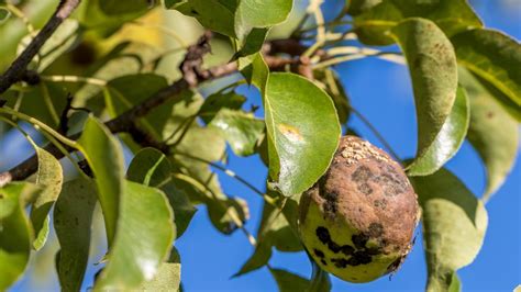 Fruit Tree Diseases The Most Common Warning Signs And Solutions