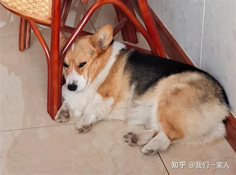 柯基的 标准体重”是多少斤，你知道吗？ 知乎