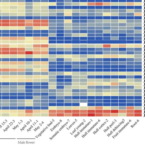 Expression Patterns In Multiple Tissues Of Common Walnut Rna