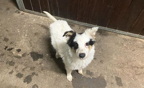 Киян закликали брати безхатніх тварин з притулків Вечірній Київ