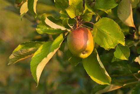 Pommier - Pépinière Med
