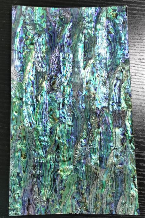 New Zealand Abalone I Shellshock Designs