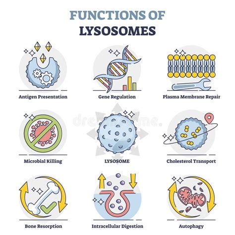 Lysosome Diagram Labeled