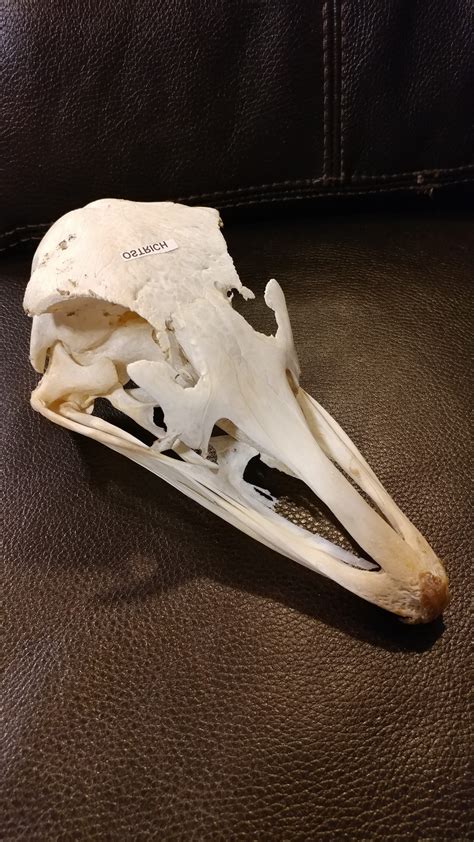 Real Ostrich Skull