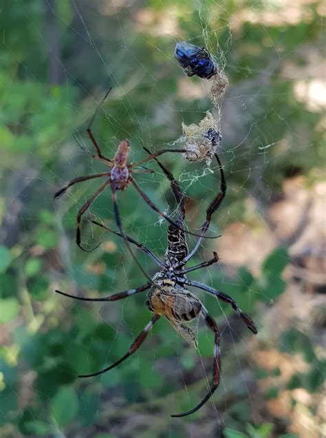 Golden Orb And The Bee Ausemade