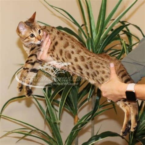 Savannah Cat F3 Size