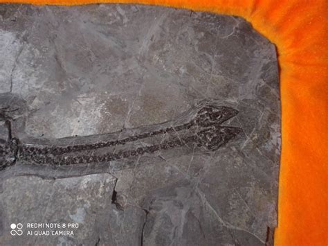 Two Headed Hyphalosaurus Is It Real How To Recognize Fossil