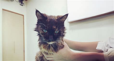 Hyperthyroidism In Cats Mount Pleasant Veterinary Group