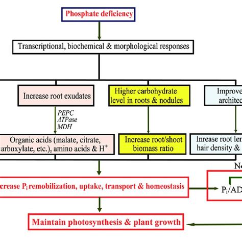 Schematic Representation Of Transcriptional Biochemical And Download Scientific Diagram