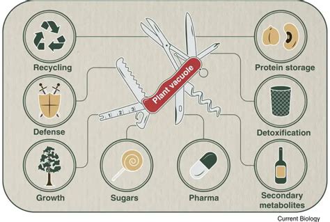 Vacuole Function And Structure Extra Space Storage Rs Science