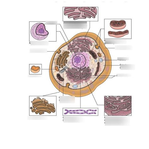 Cell Label Diagram Quizlet