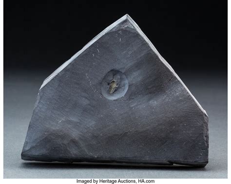 Pyritized Trilobite Fossil Triarthrus Sp Ordovician New York Pyritized Trilobite Fossil Triarthrus Sp Ordovician New York