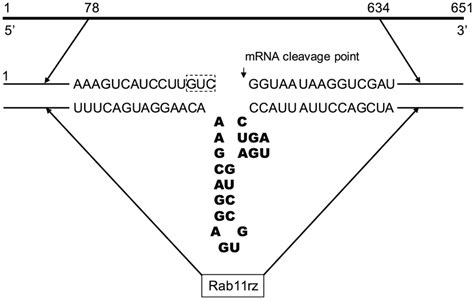 Schematic Representation Of The Rab11 Hammerhead Ribozyme Bold Letters