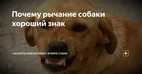 Почему рычание собаки хороший знак | Хаски по имени Мани | В мире собак ...