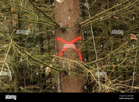 Pine Tree In Forest Marked With Red X To Be Cut Down Stock Photo Alamy
