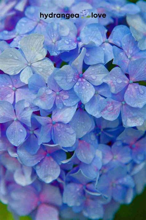 13 Dwarf Hydrangea Varieties Perfect For Small Gardens Hydrangea Love