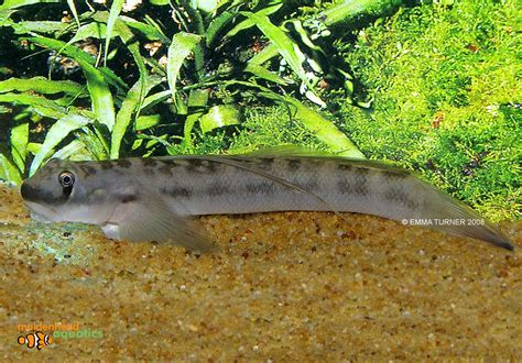 Sicyopterus Lonilis Fish Forum