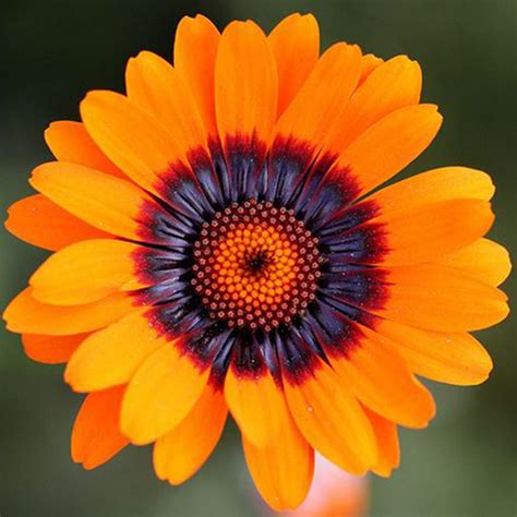 50 Orange Cape Wild Daisy Flower Seeds Welldales