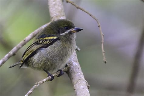 Moustached Tinkerbird Holmen Birding Safaris