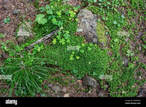 Forest Flora With Cloves Moss Carpet And Grass Forest Texture Stock
