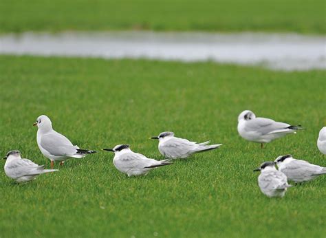 Chapter 8 If Thats A Cabot Tern Ill Eat My The Sound Approach