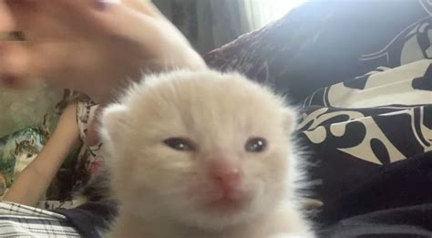 мой мой💗 Funny Cute Cats Cat Memes Pretty Cats