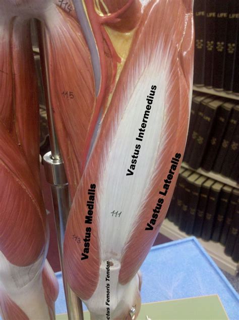 Vastus Intermedius Physiopedia