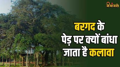 Bargad Tree Worship बरगद के पेड़ पर क्यों बांधा जाता है कलावा जानिए धार्मिक महत्व Bargad