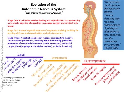 In Utero And Birth Experience Affect The Autonomic Nervous System